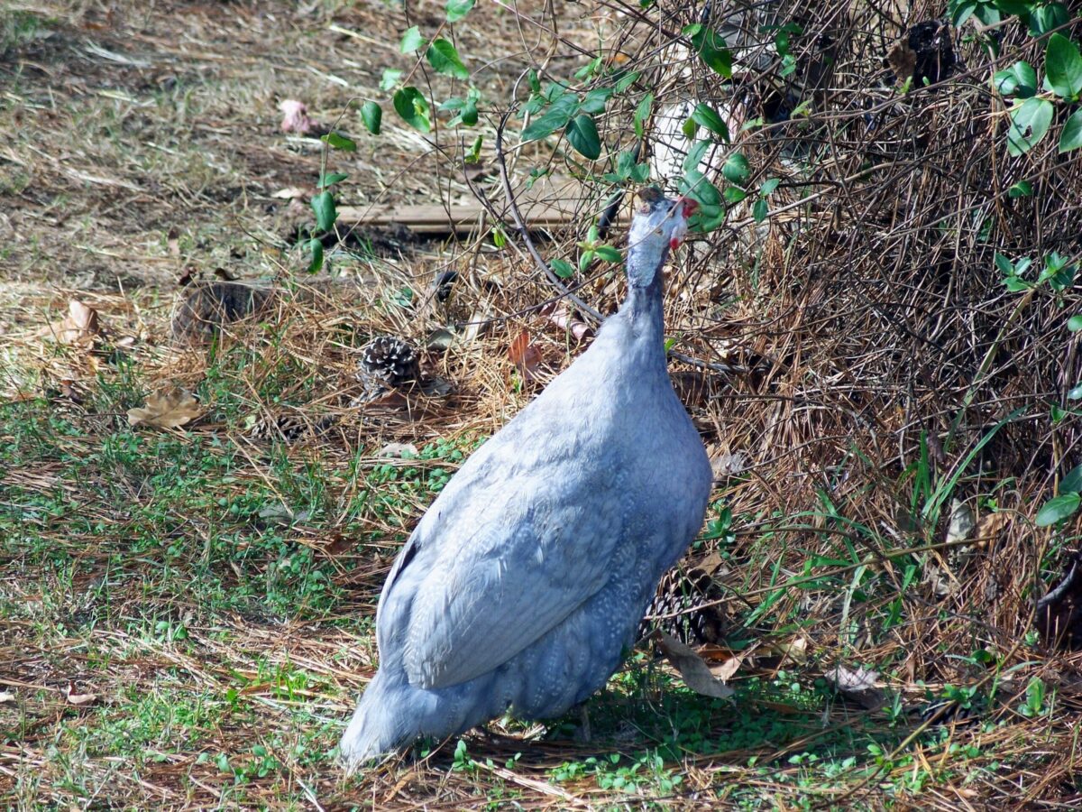 Living in Chatham County, NC